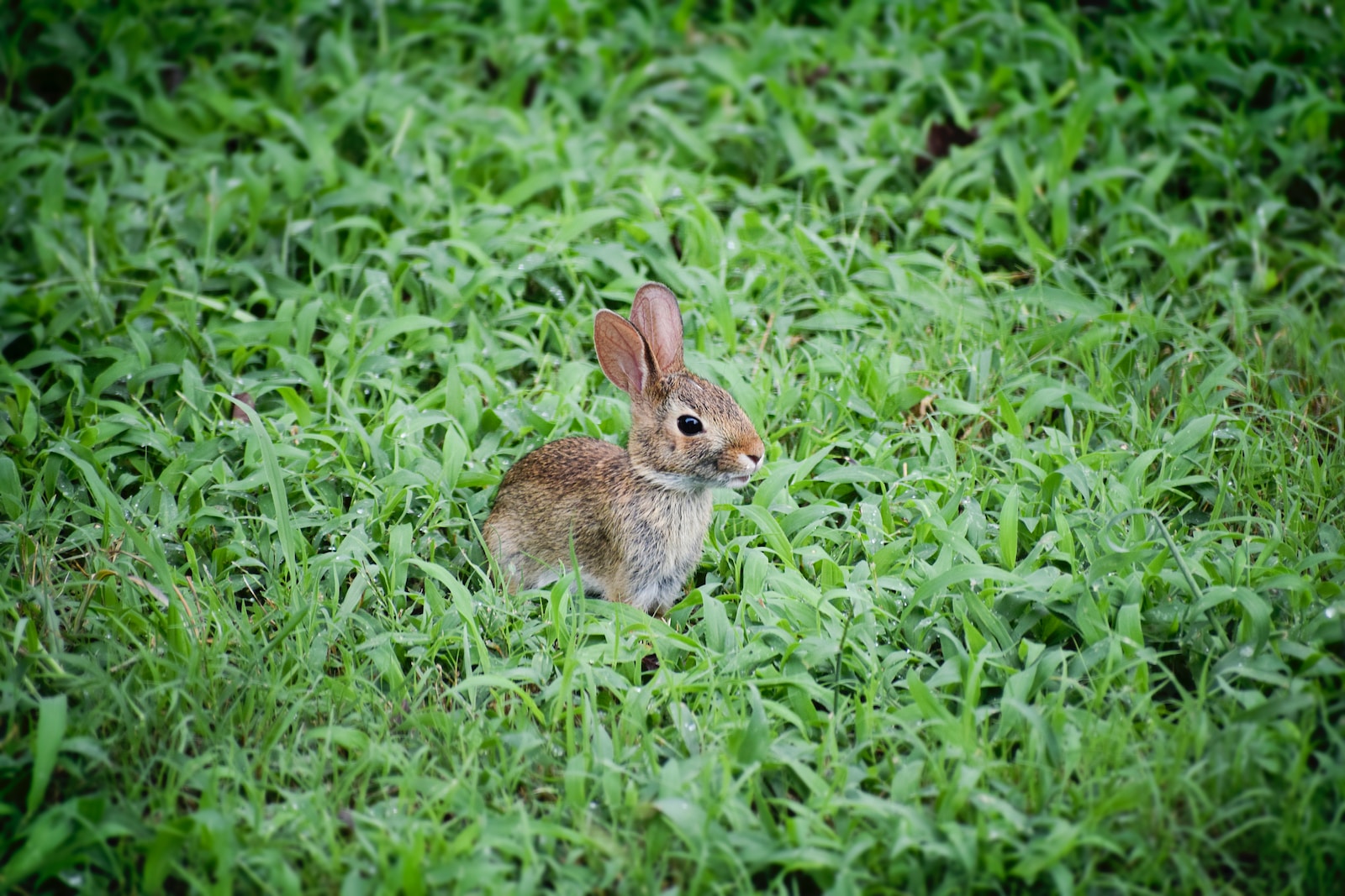 Can Cinnamon Rabbit Breeders Association Unlock the Secrets Of Rabbit ...