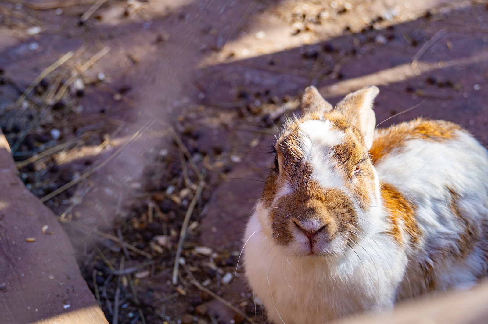 Can the Velveteen Lop Rabbit Breed Live Up to Its Name? - Tom Seest