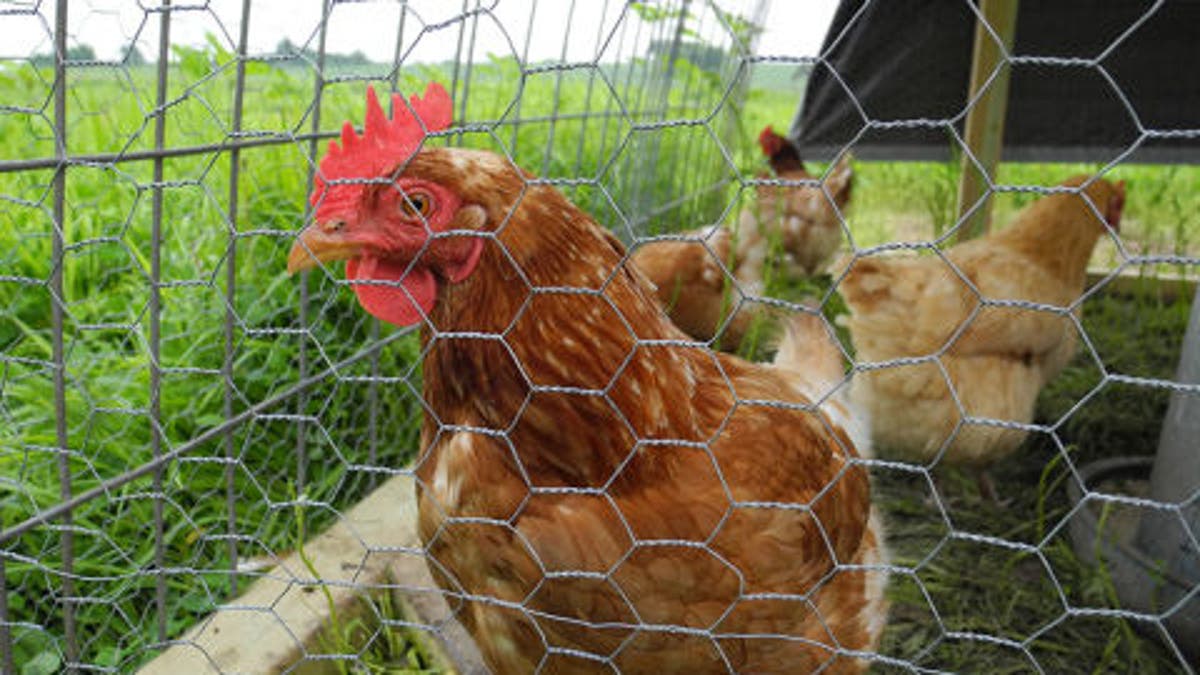 What Are the Effects Of Gapeworms on Chickens? - Tom Seest