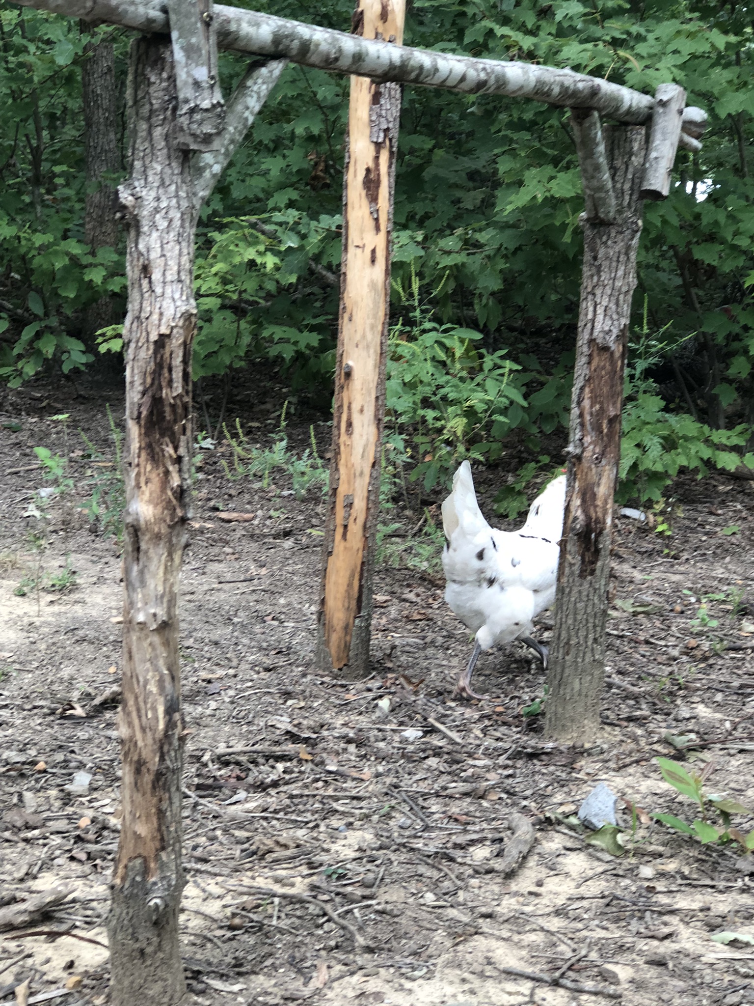Is the Mysterious Swedish Black Hen a Breed Of Chicken? - Tom Seest