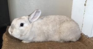 How Long Is the Lifespan Of an Outdoor Rabbit? - Tom Seest