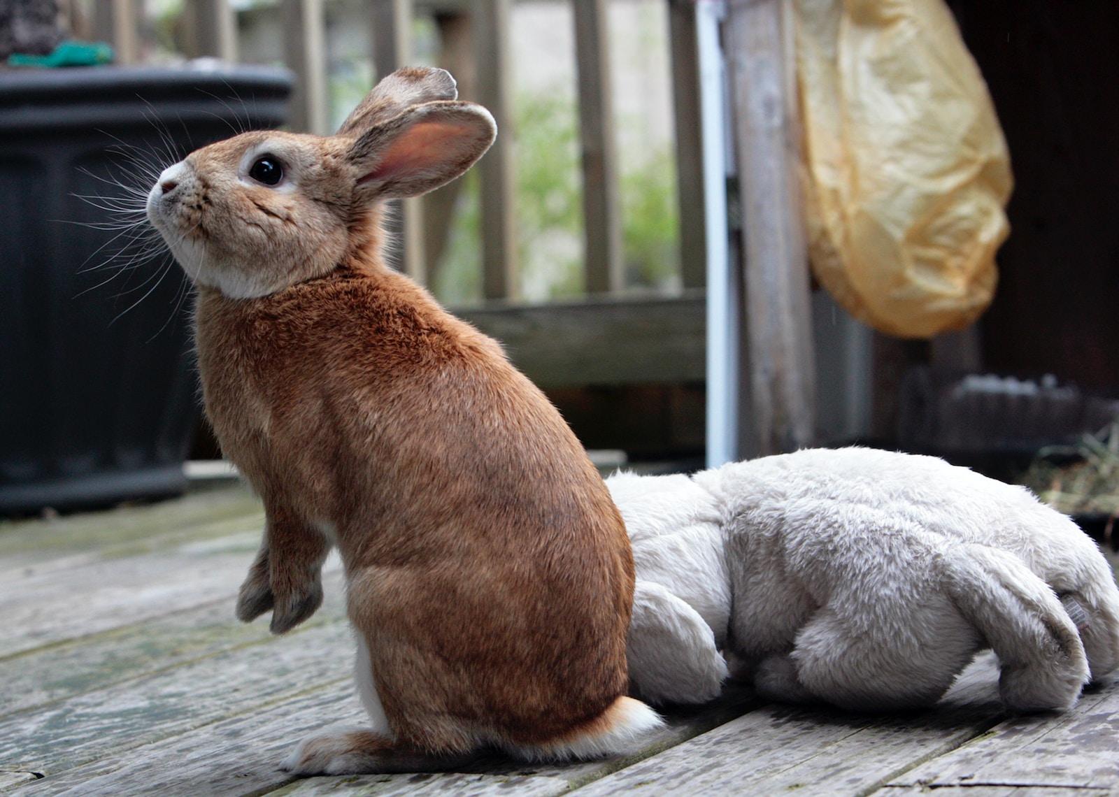 How Long Does an Alaska Rabbit Live? - Tom Seest