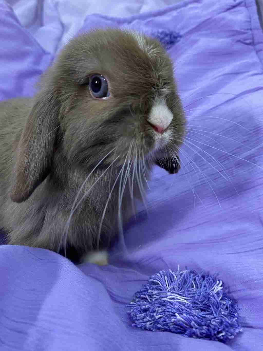 What Causes Domestic Rabbits to Change Color? - Tom Seest