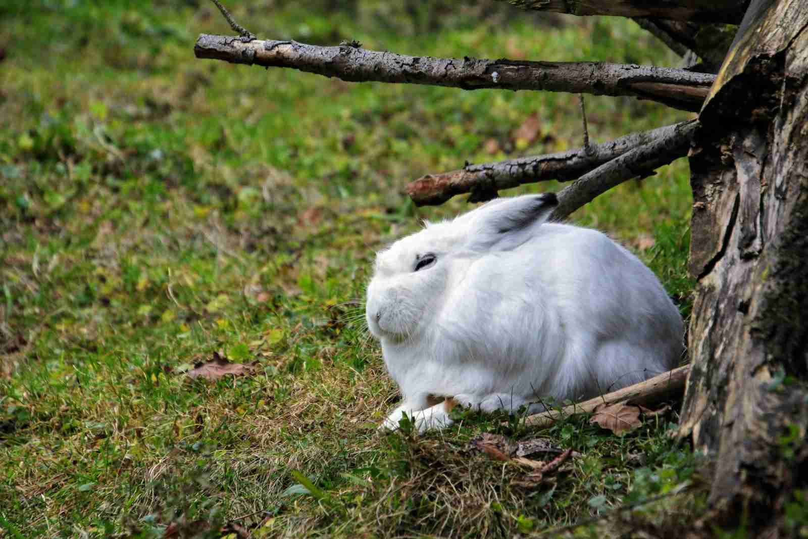 Discover the Fascinating World Of Nitransky Rabbit Breed - Tom Seest