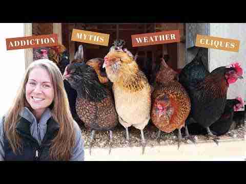 Do Backyard Chickens Make Good Pets? - Tom Seest