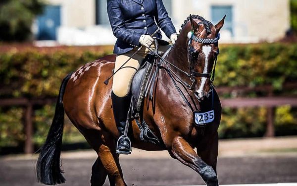 FEEDING THE OFF THE TRACK THOROUGHBRED - Tuckers