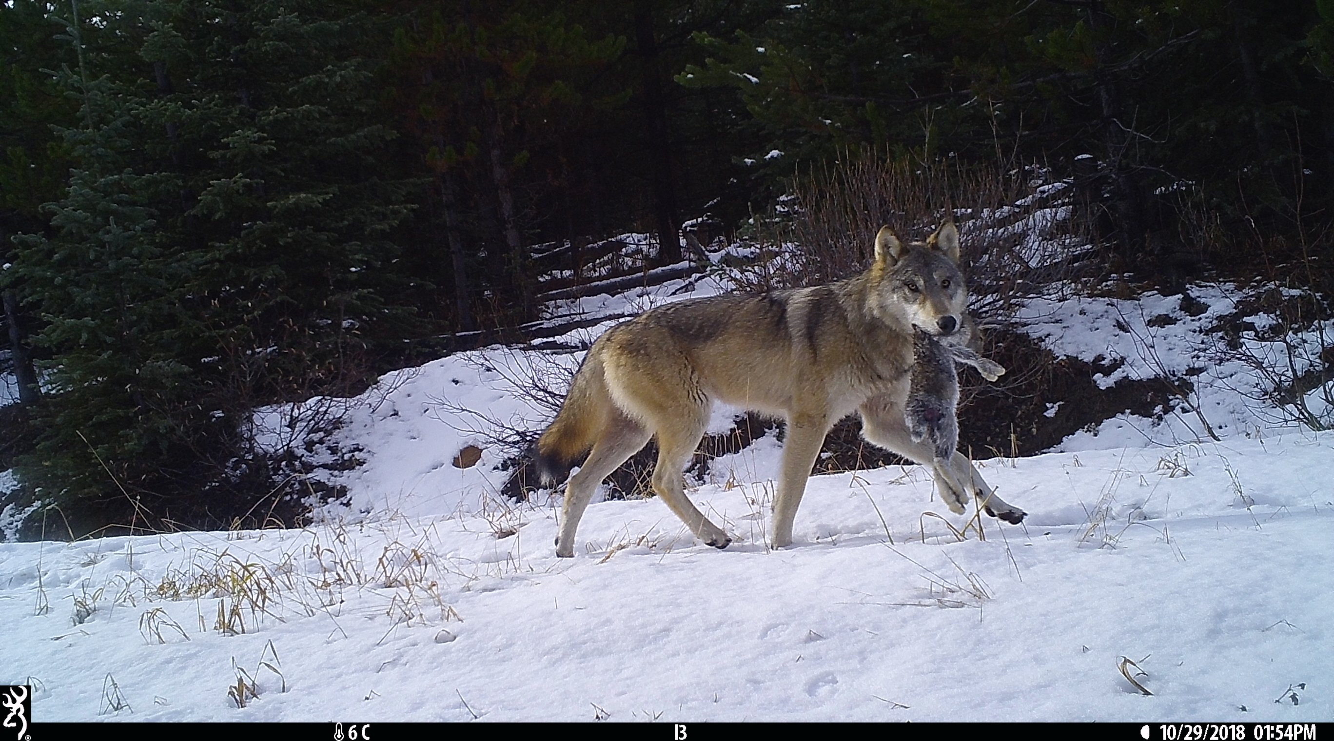 UBC study highlights impact of human recreation on wildlife