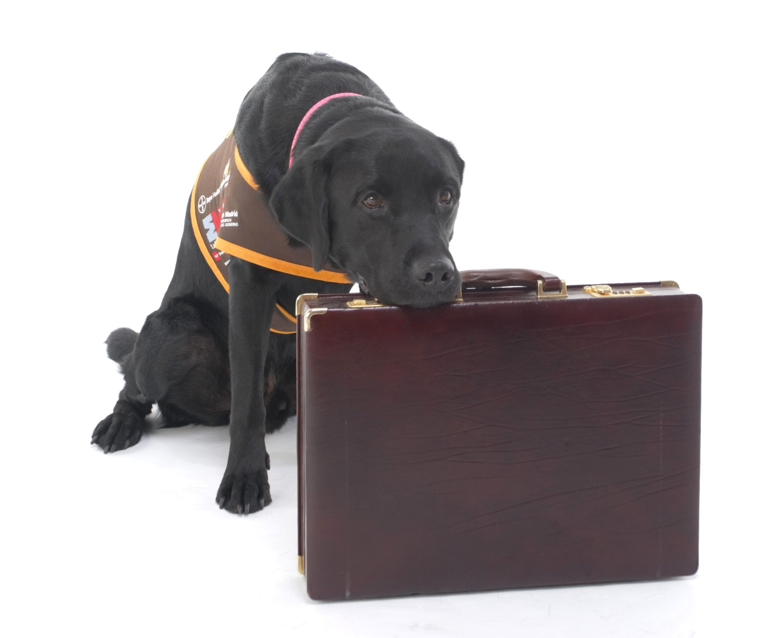 Conoce Dogtor Animal, el proyecto de Vanessa Carral - UE Alumni