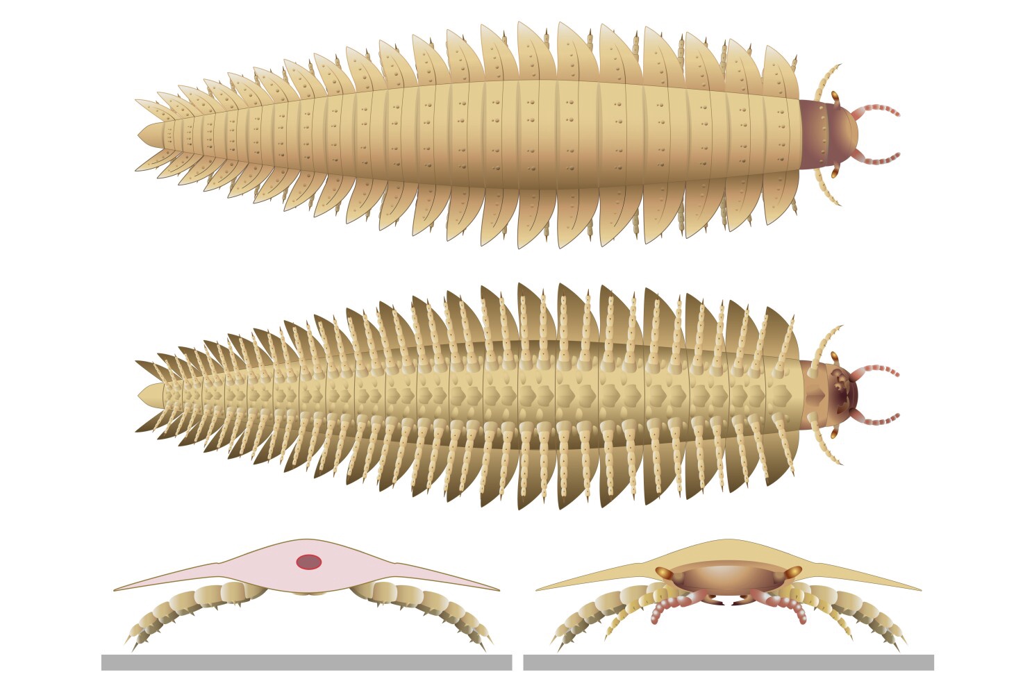 Particle: Scientists Unveil the Head of Earth's Largest Arthropod