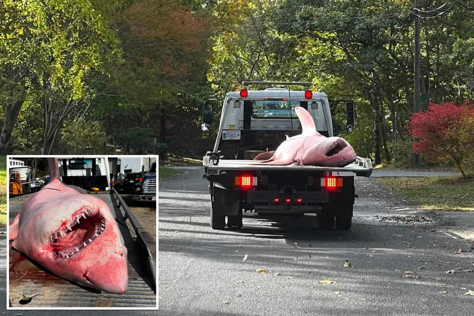 Particle News: Giant Great White Shark Found Dead on Cape Cod Beach