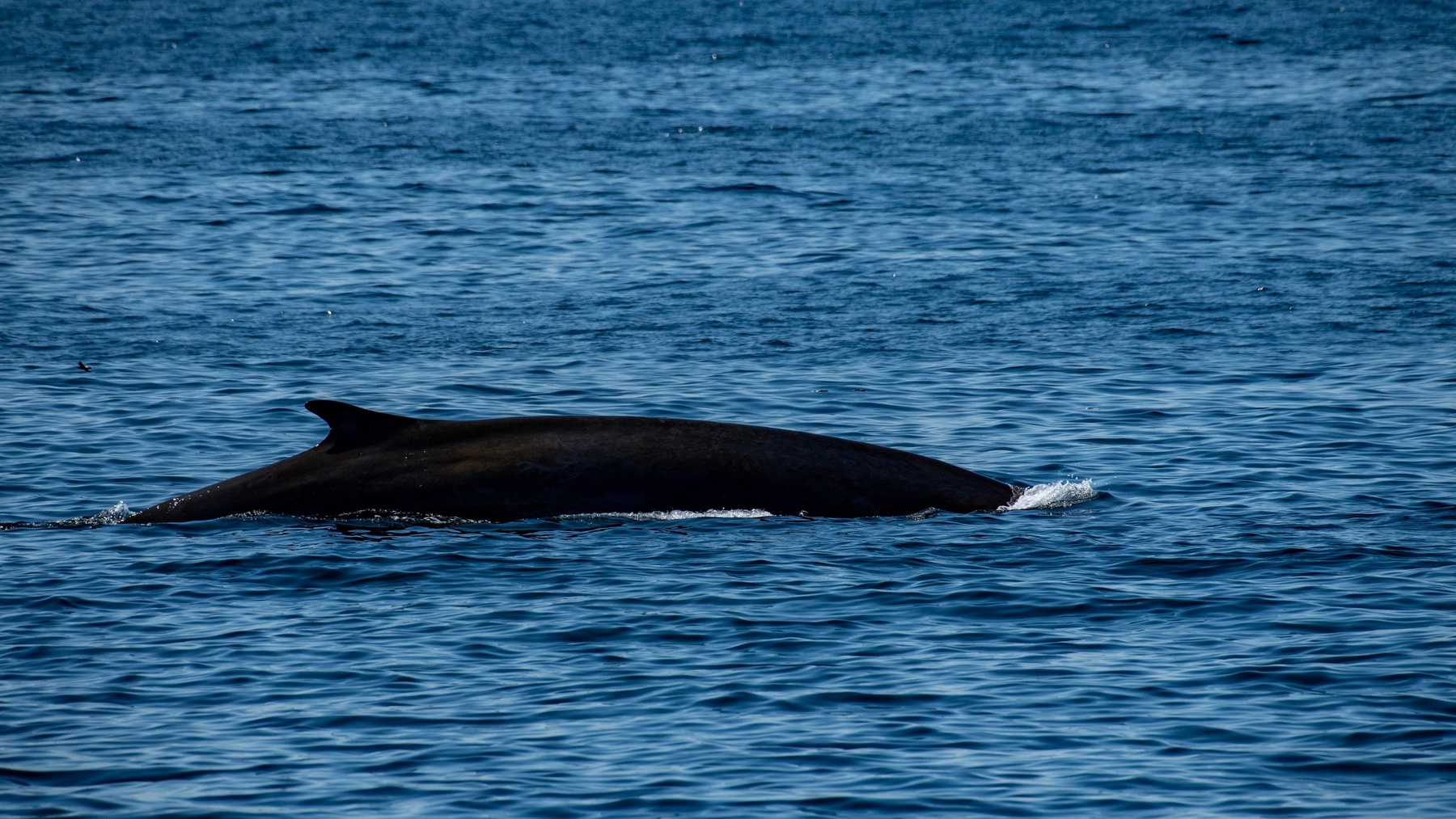 Particle News: Endangered Fin Whale Carcass Draws Crowds in Anchorage