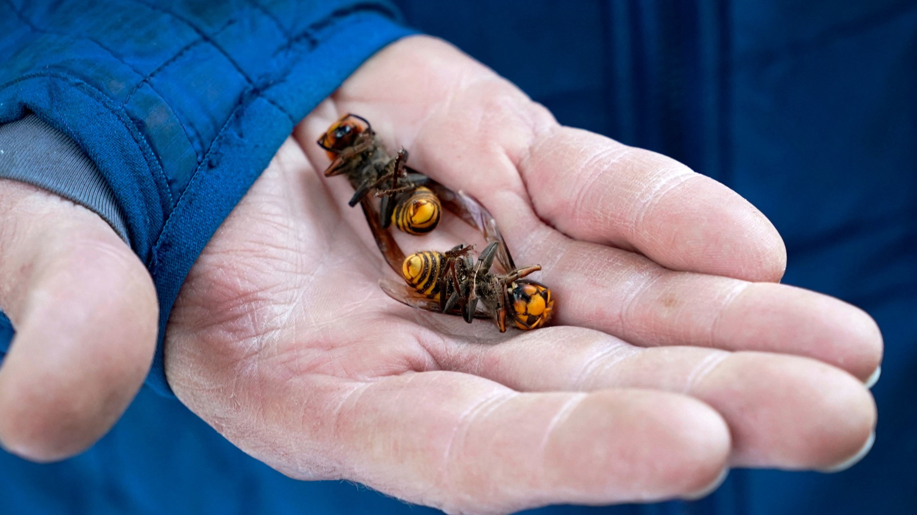 Particle News: Invasive 'Murder Hornets' Officially Eradicated from the ...