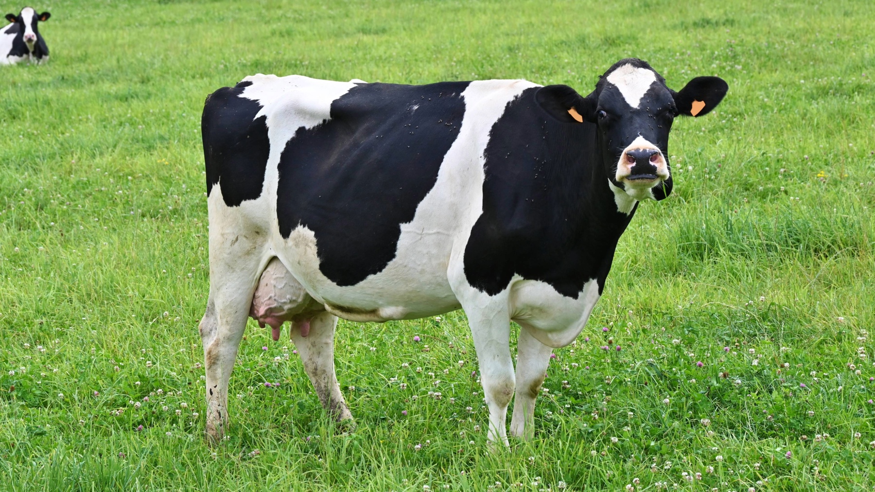 Particle: Study Finds Cows Can Tell Familiar People from Strangers and ...