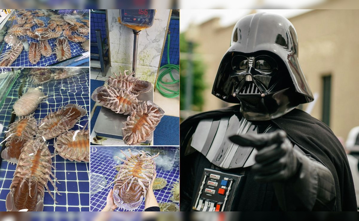 Particle News: New 'Supergiant' Sea Bug Species Named After Darth Vader ...