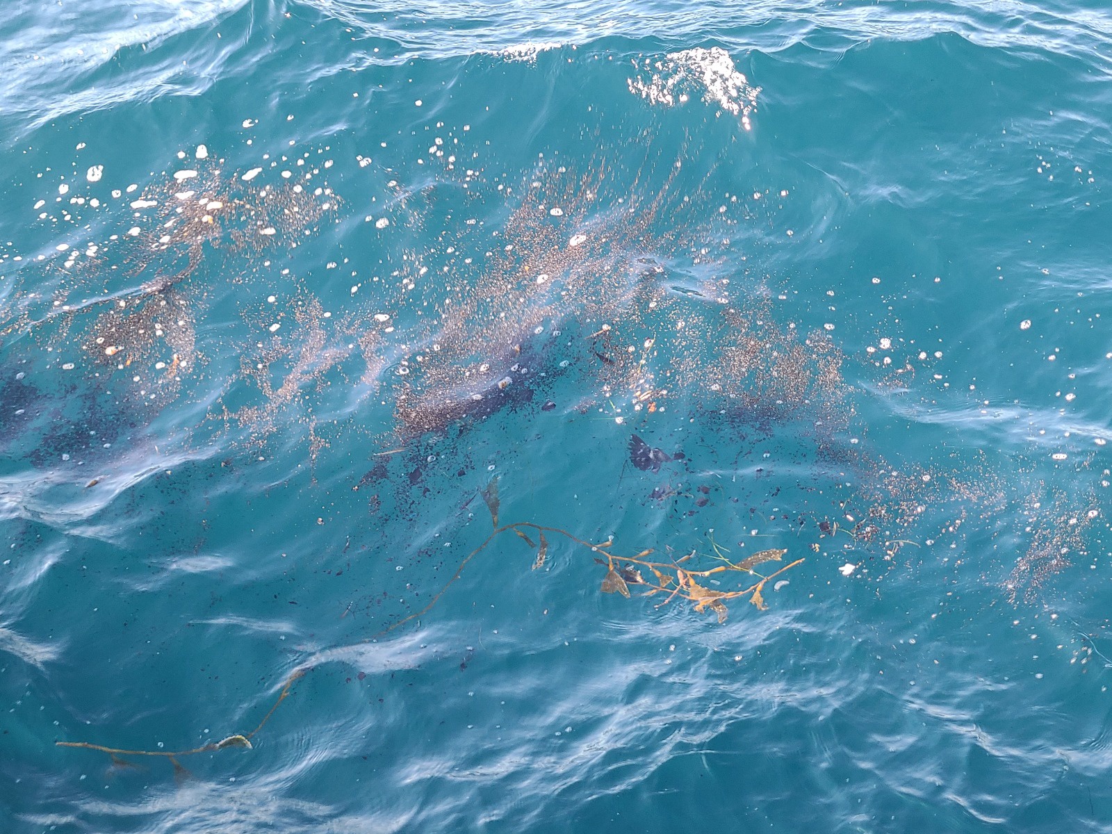 Particle News: Los Angeles Wildfires Send Toxic Ash 100 Miles Into Pacific Ocean