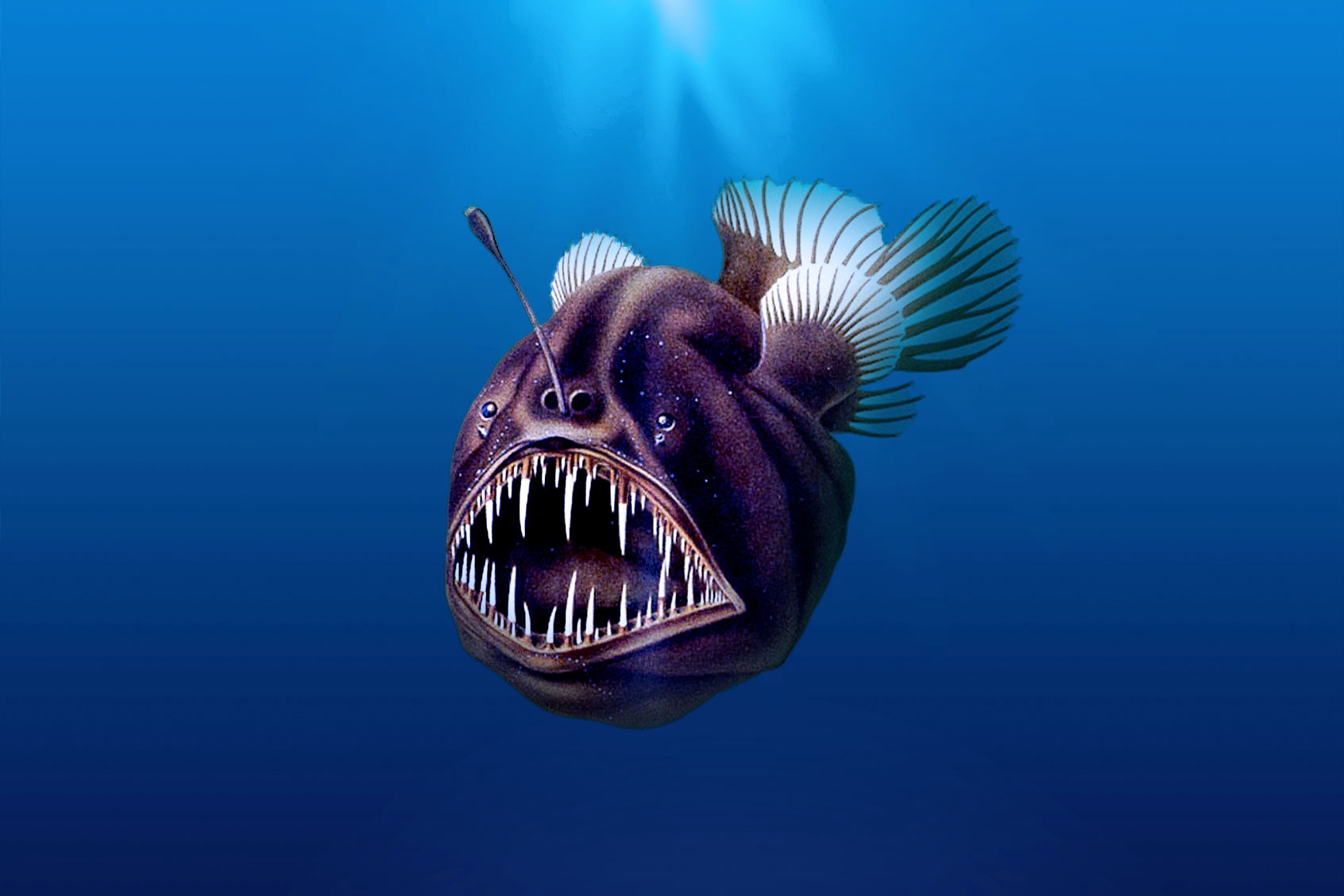 Particle News: Rare Deep-Sea Anglerfish Filmed in Shallow Waters Near ...