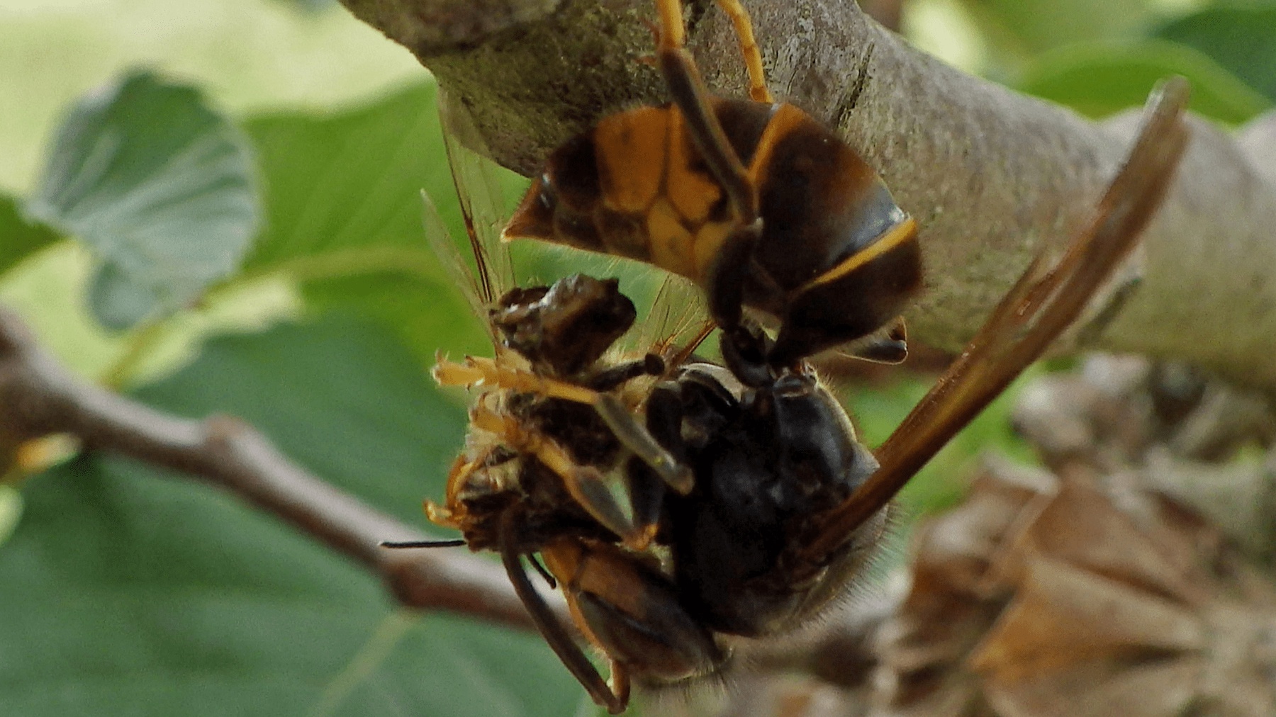 Particle News: Invasive Asian Hornets Threaten European Pollinators and ...