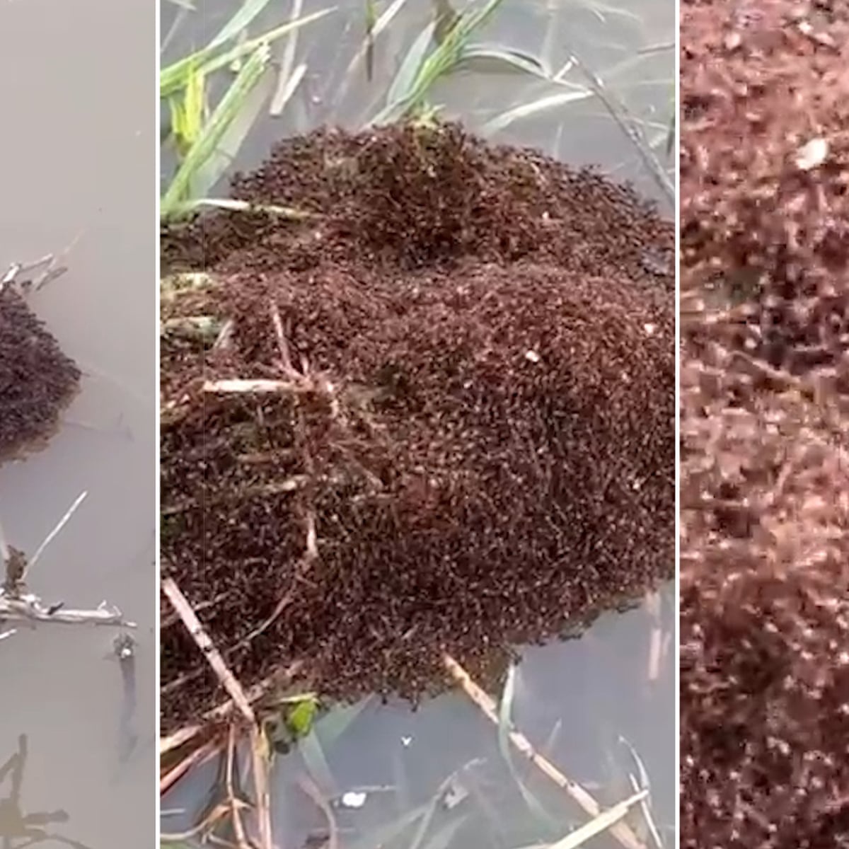 Particle News: Fire Ants Spread Across Queensland via Cyclone Alfred's ...