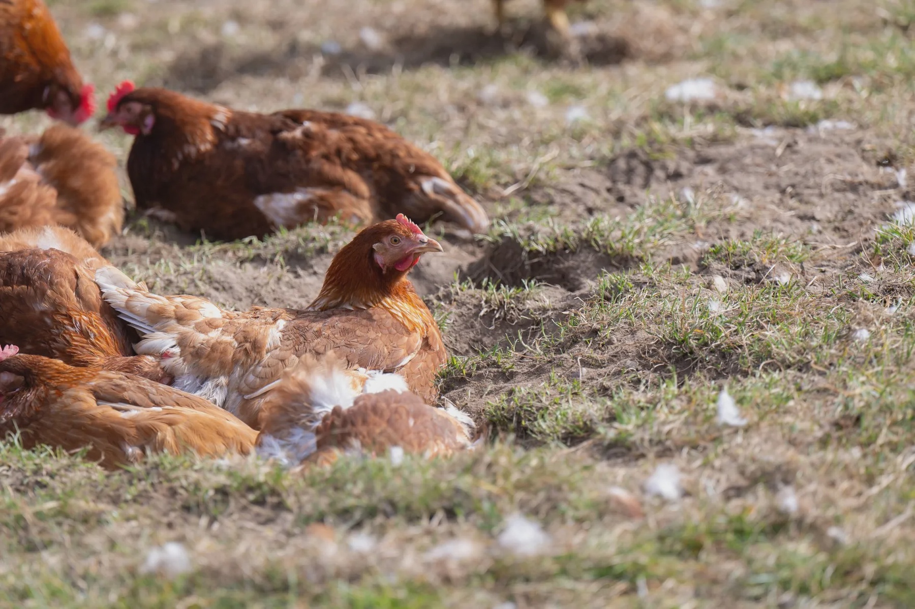 Particle: Global Egg Shortages Strain Markets as USA Faces Crisis