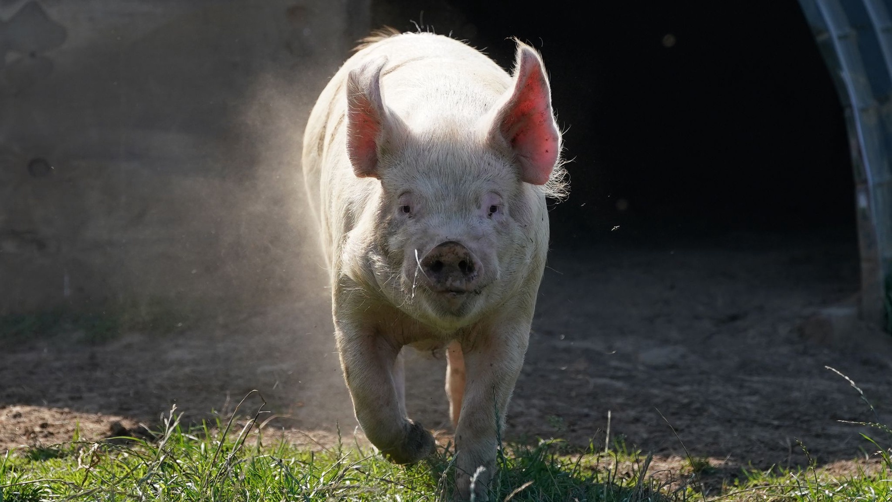 Particle News: Chinese Scientists Successfully Transplant Genetically ...