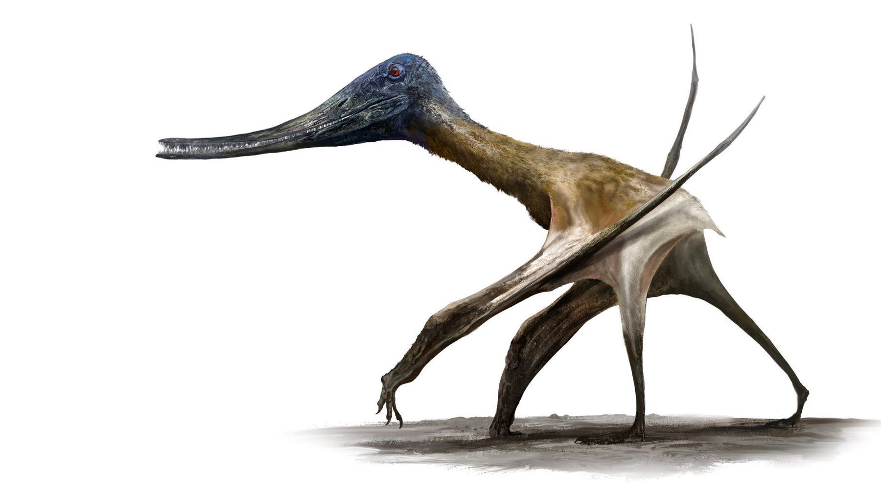 Particle News: 160-Million-Year-Old Footprints Reveal Pterosaurs ...