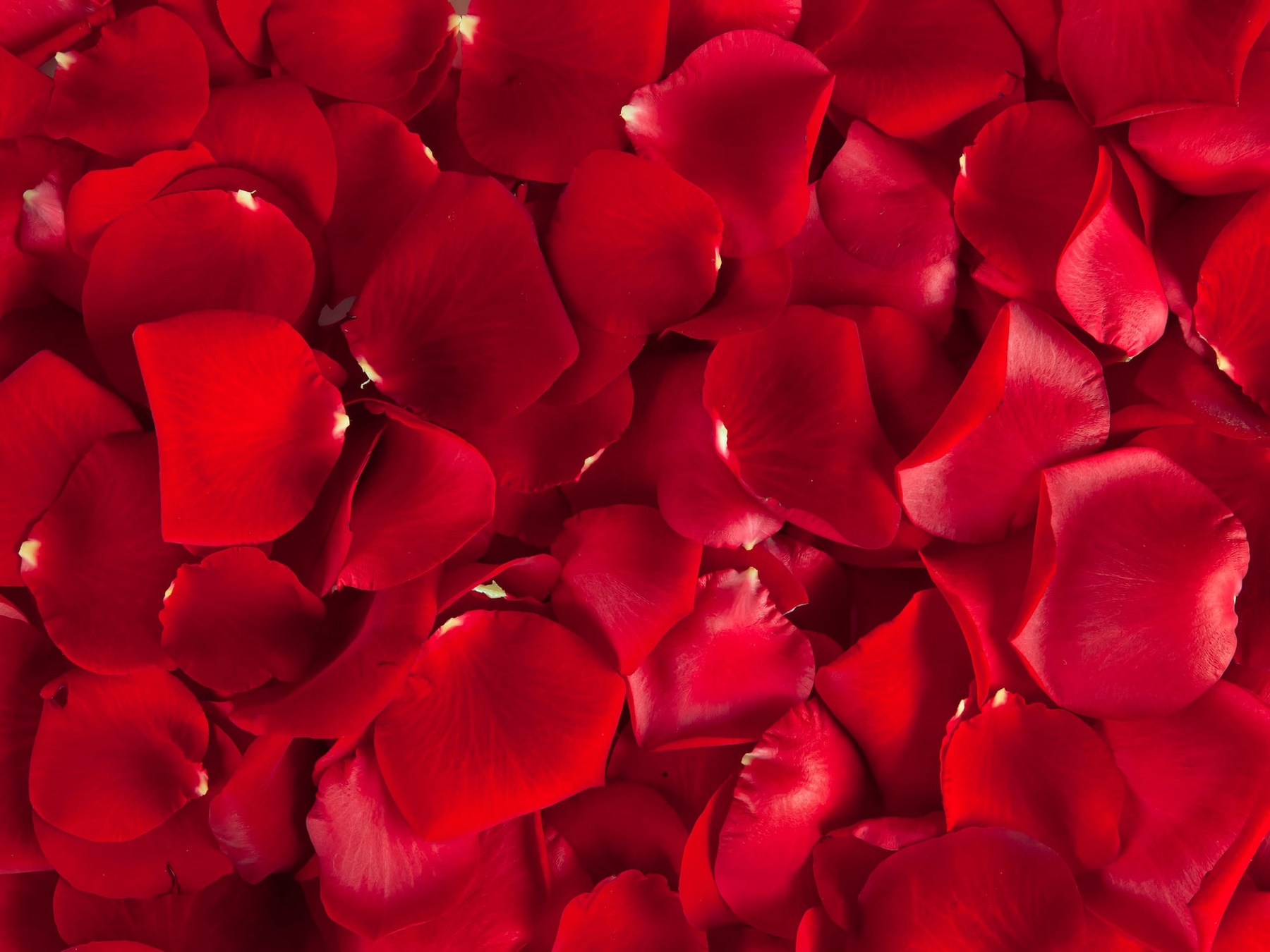 Particle: Study Confirms Unique Geometric Mechanism Behind Rose Petal ...