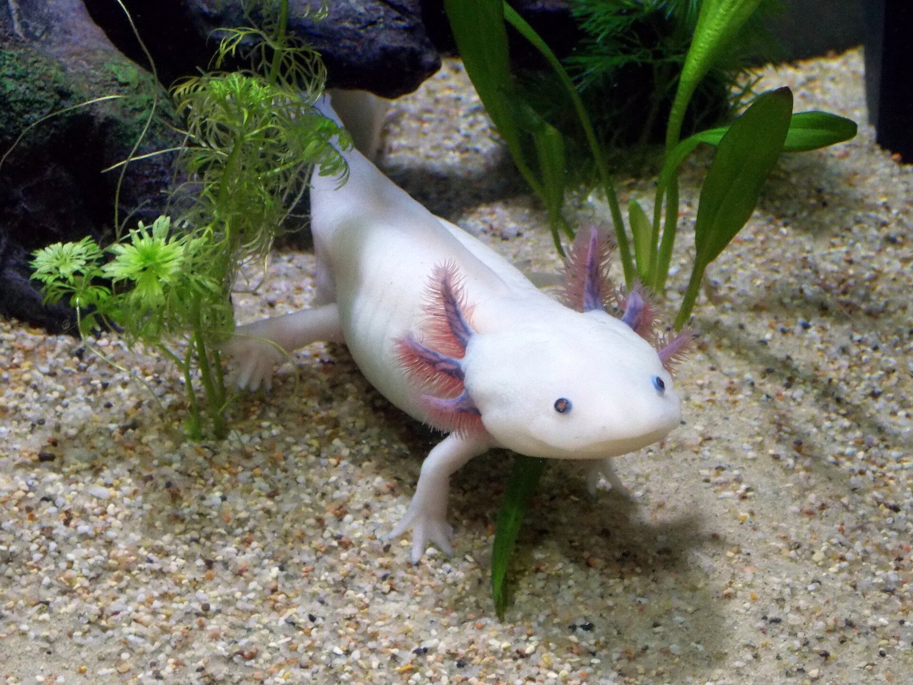 Particle News: Axolotl Limb Regeneration Decoded: Key Positional Cue ...