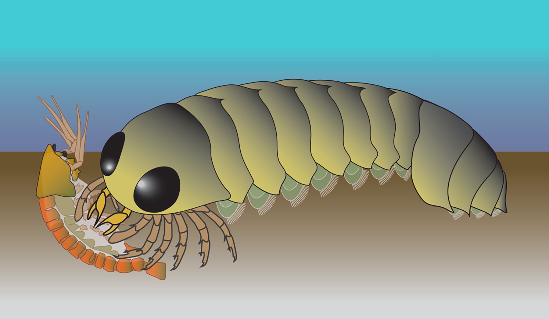 Particle: Cambrian Fossil Reveals Spider Brain Structure and Sea Origin ...