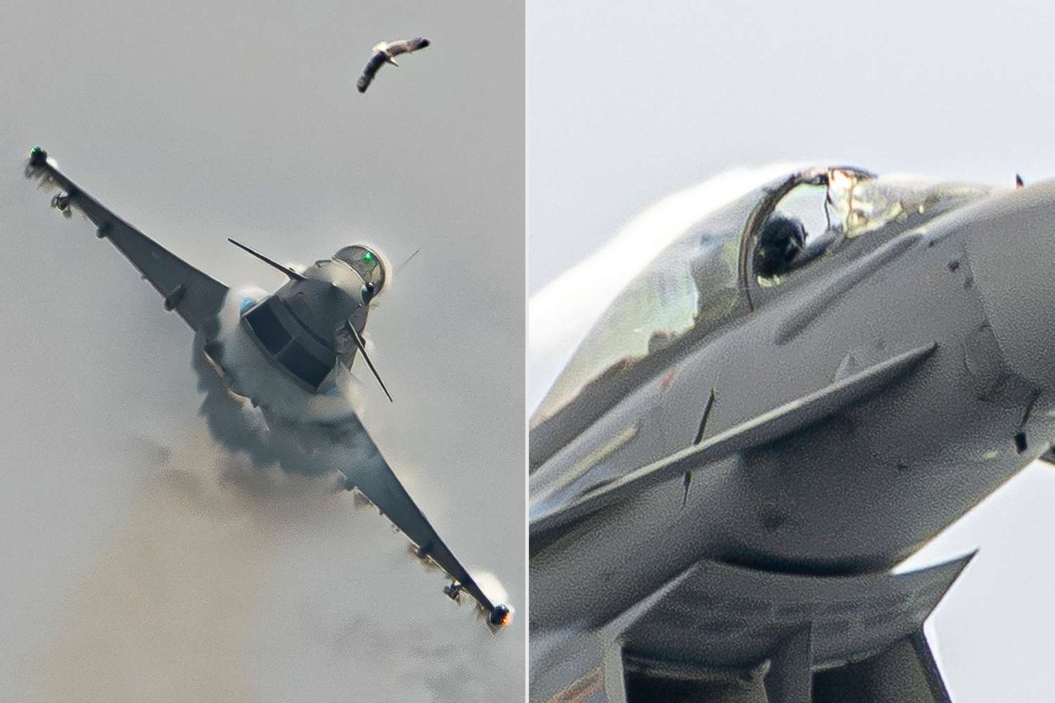 Particle: Seagull Impact Shatters Eurofighter Canopy, Jet Heads for Six ...