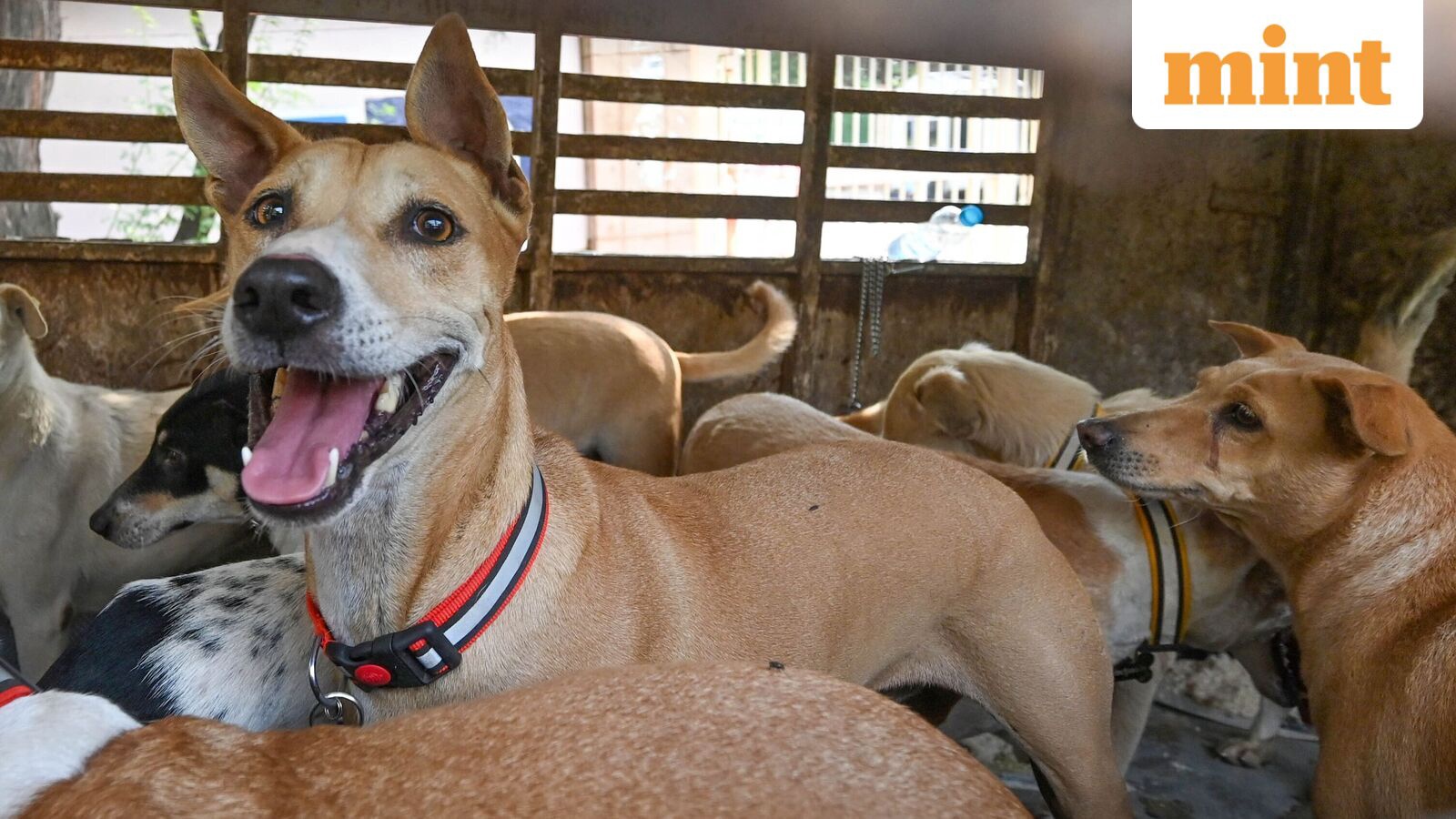 Particle: Telangana Police Probe Alleged Mass Culling of Stray Dogs ...
