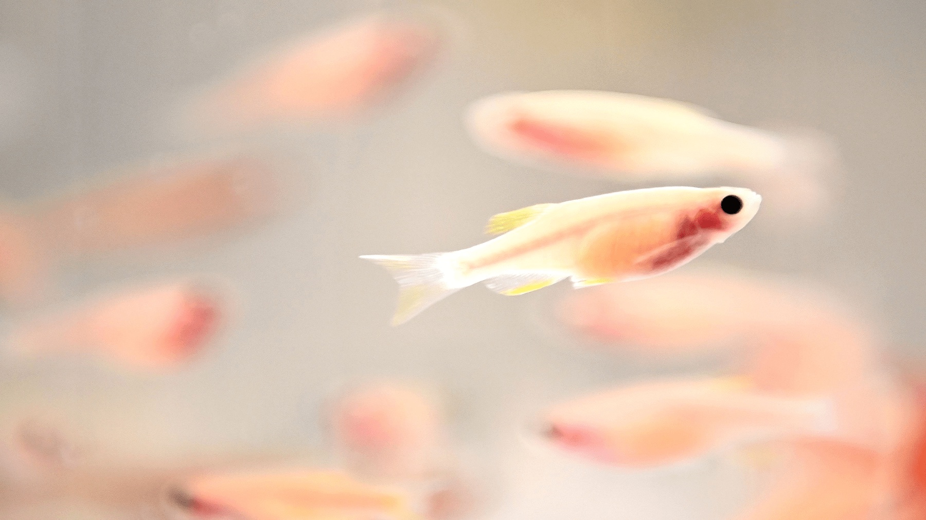Particle News: Zebrafish Reveal New Pathways for Spinal Cord Injury ...