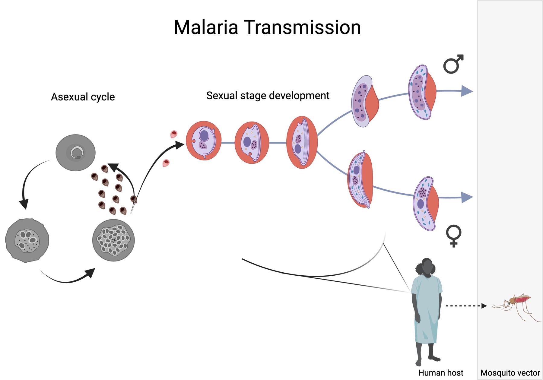 Particle News: New Genomic Insights Into Malaria Parasite's Sexual Development