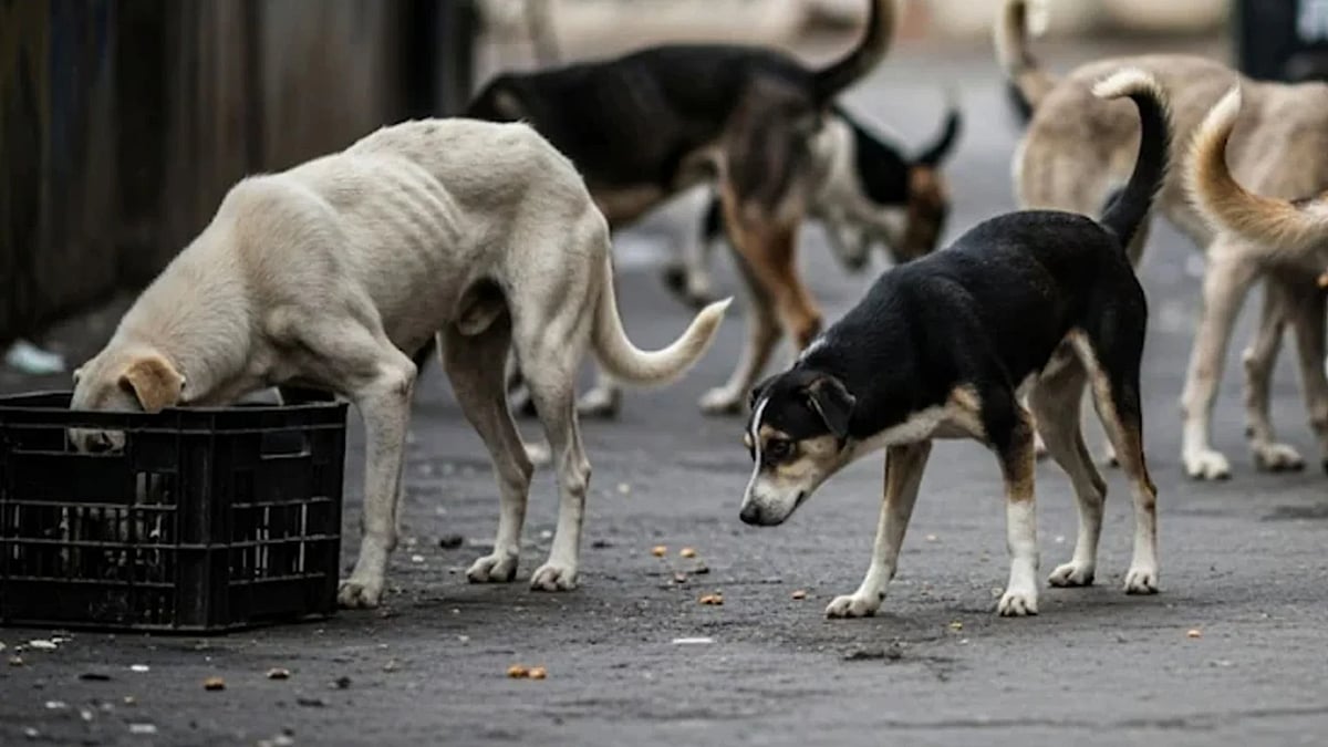 Particle News: Supreme Court Order to Clear Stray Dogs Tests Cities ...