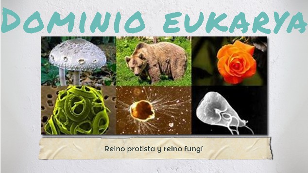 Eukarya Ejemplos Qué Son Los Niveles Taxonómicos ¿Qué Son Los