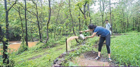 తయారవుతున్నాయ్ ప్రైవేట్ అడవులు