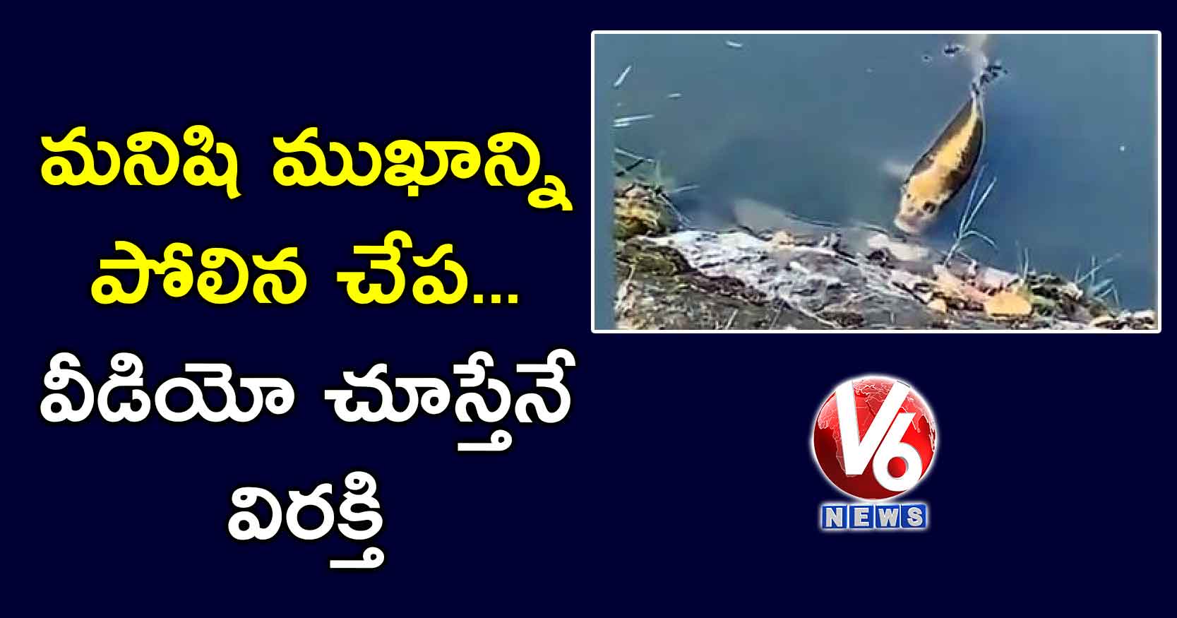 మనిషి ముఖాన్ని పోలిన చేప.. వీడియో చూస్తేనే విరక్తి..