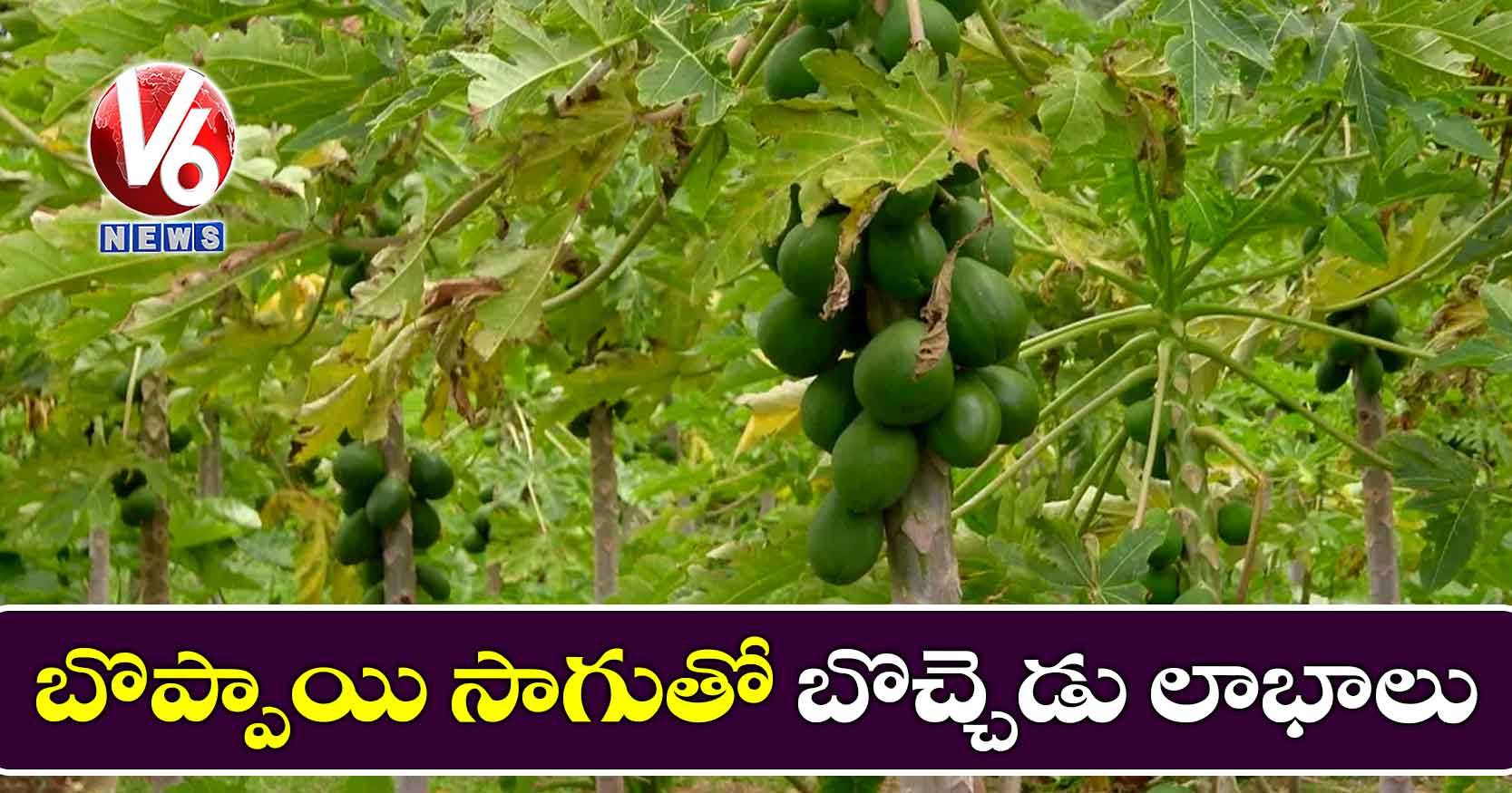 బొప్పాయి సాగుతో బొచ్చెడు లాభాలు