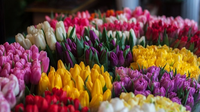 Multiflora Flower Market - City Deep | Joburg.co.za | Your Ultimate ...