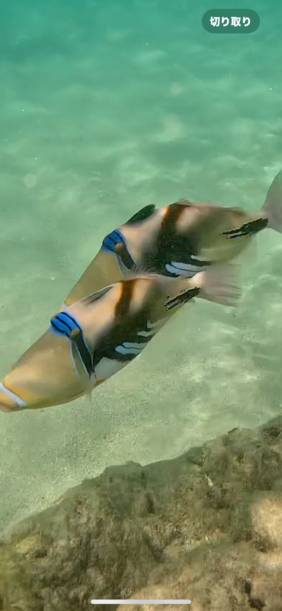 ALOHA It's spawnin… Hawaii (Oahu) | Curated travel media in the time of COVID-19 | VELTRA Kite