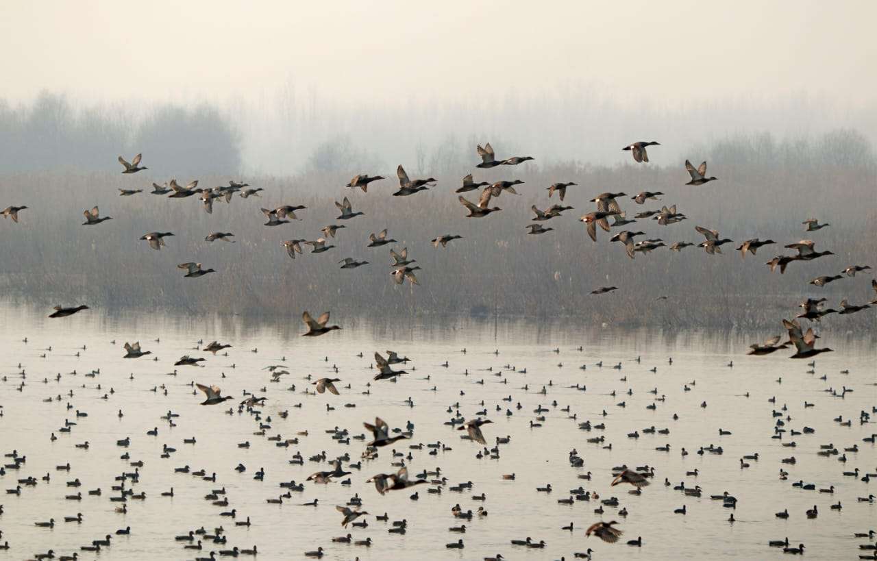 Kashmir's wetlands undergo restoration for long-term preservation ...