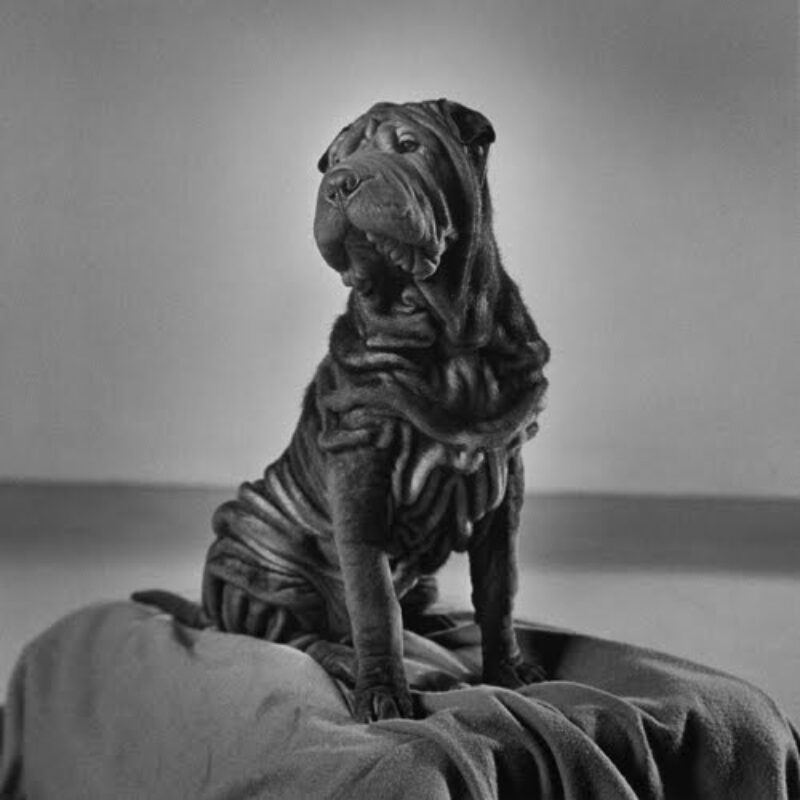 Visual AIDS | Peter Hujar