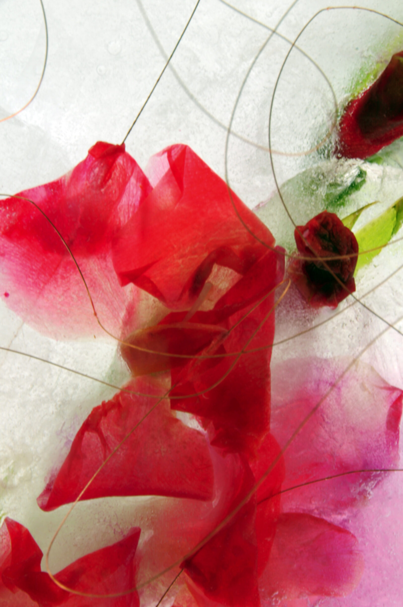 Perseverance | Visual AIDS