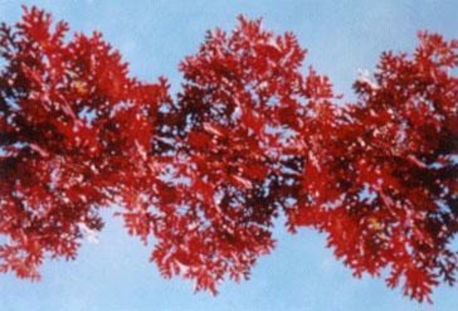 Red, White & Blue | Visual AIDS