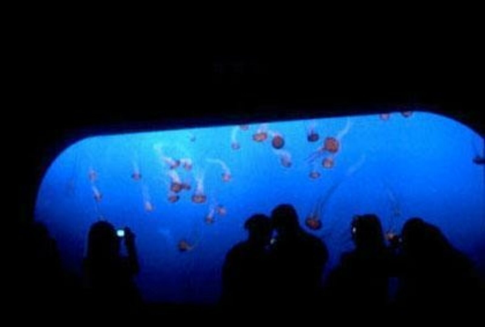 Red, White & Blue | Visual AIDS