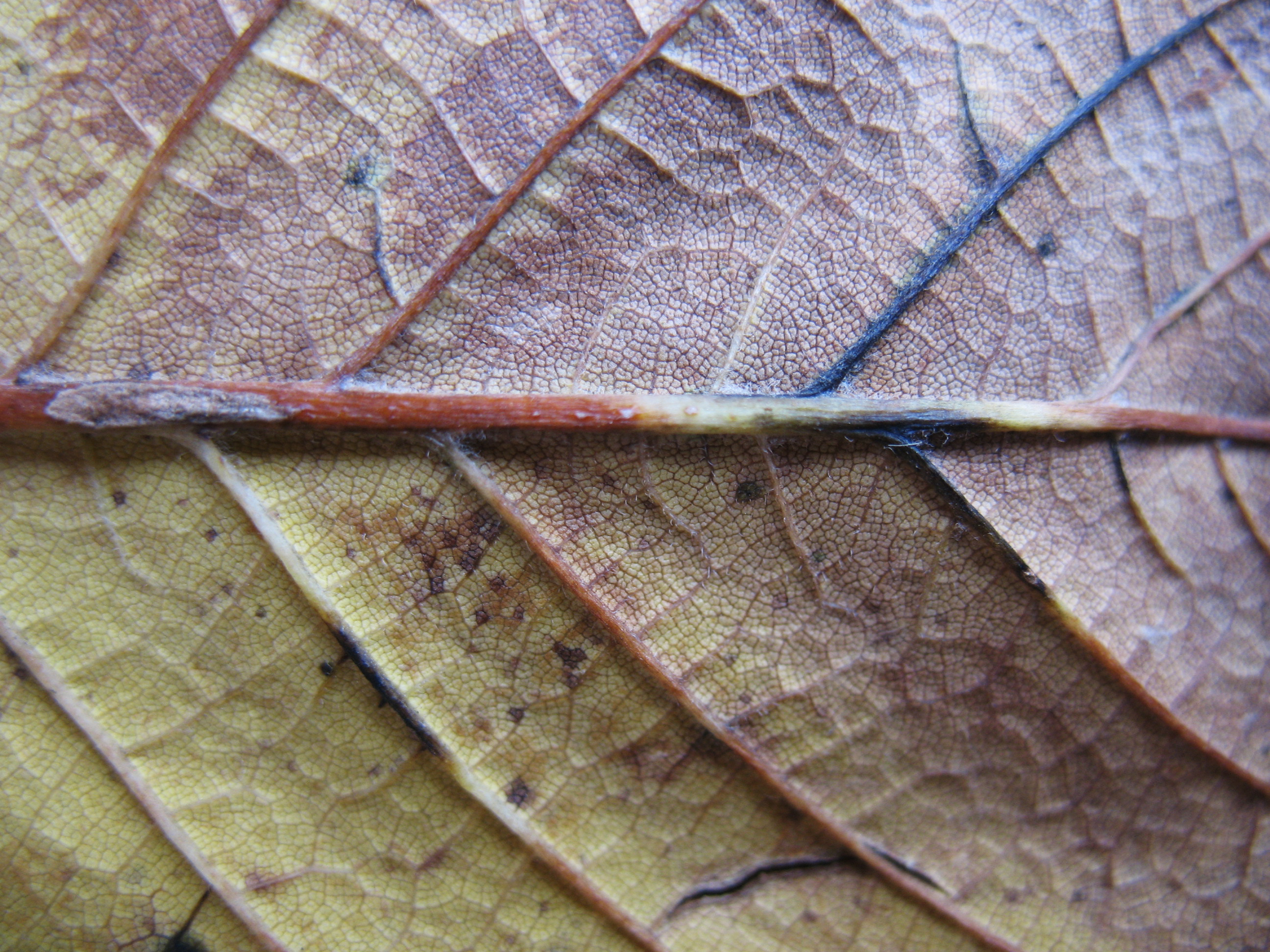 Free Beautiful Plant Texture Texture - L+T