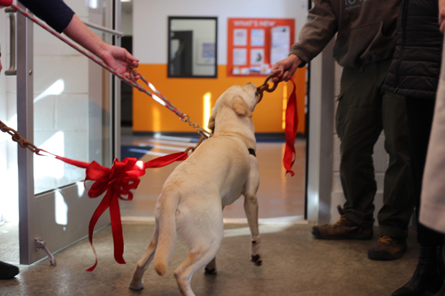 Canine To Five grows again, opens expanded dog daycare - Corp! Magazine