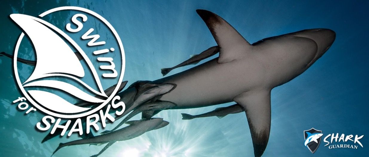 Swim For Sharks Koh Tao - Shark Conservation - La Bombona Diving