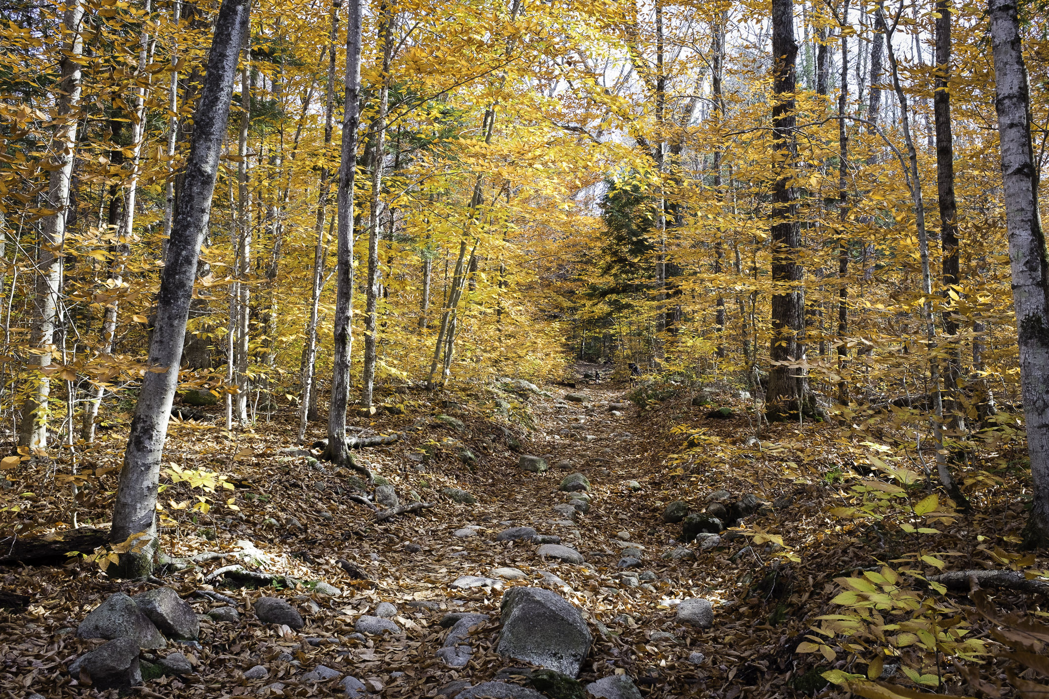 Trail to Champney Falls, Albany, New Hampshire - Stanton Champion