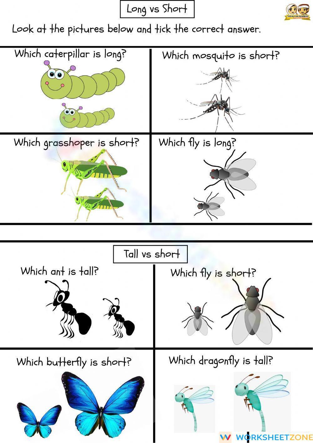 Math : Comparison (Measurement) Worksheet