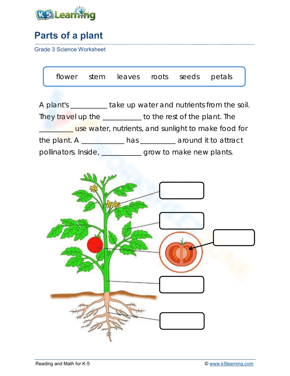 Plant Parts & Their Functions 1 Worksheet Plant Parts & Their Functions 1 Worksheet